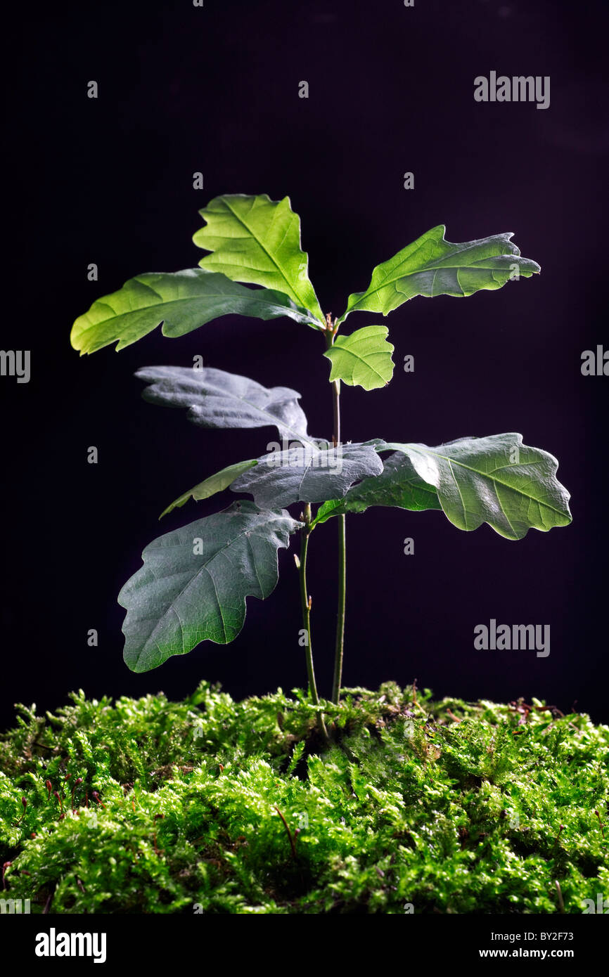 Pedunculate Oak/ English oak (Quercus robur) development stage of ...