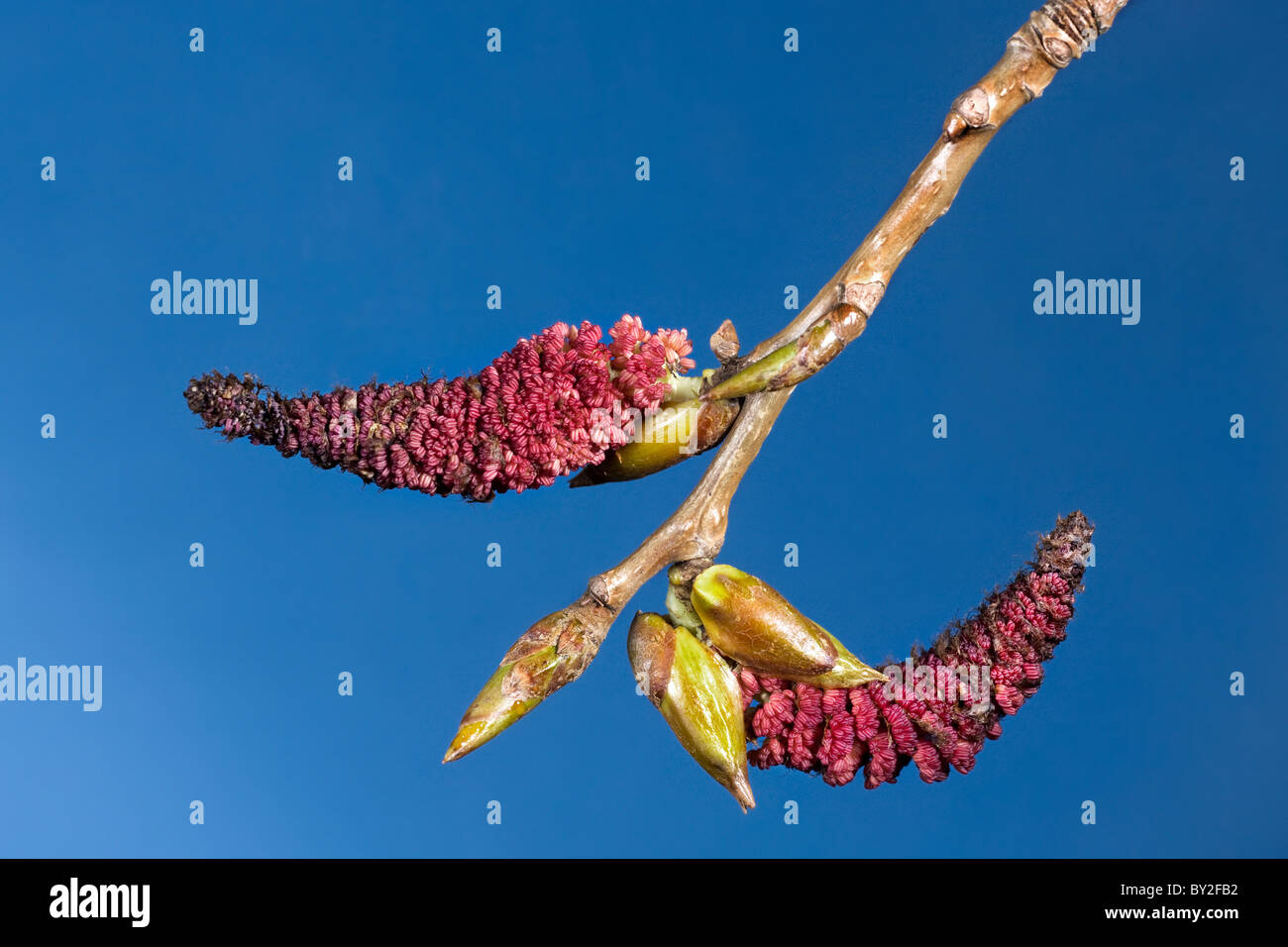 Poplar hi-res stock photography and images - Alamy