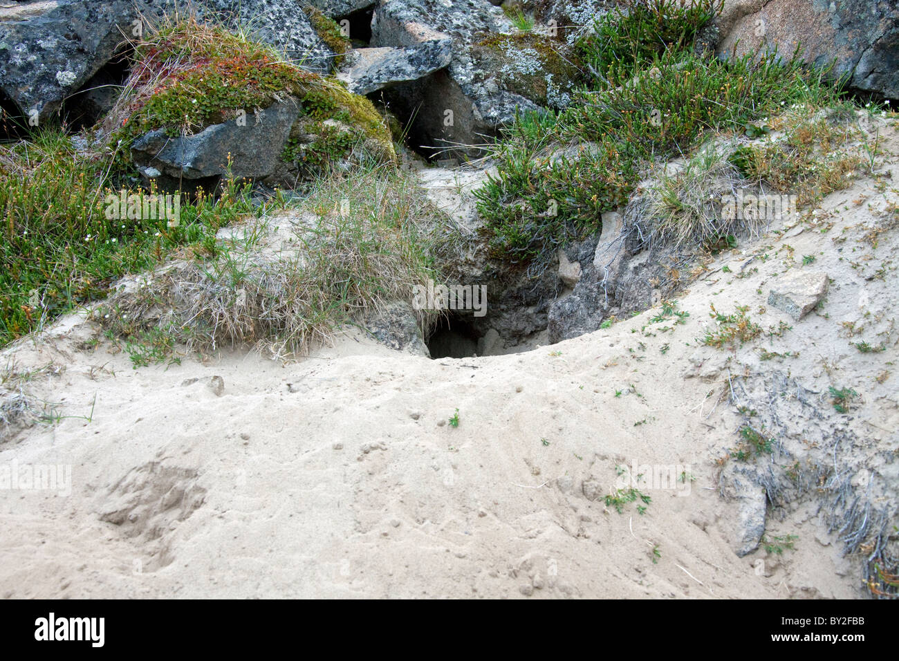 West greenland tundra hi-res stock photography and images - Alamy