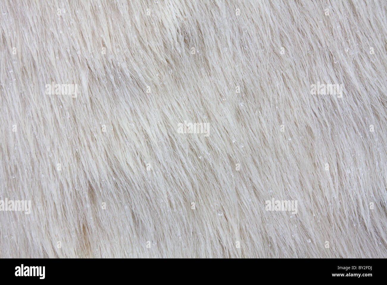 Polar Bear Fur Microscope