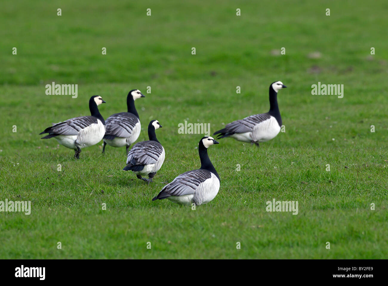 Barnacle Geese (Branta leucopsis) flock foraging in field, Germany ...