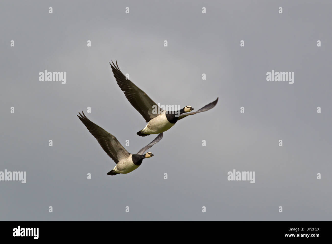Barnacle Geese (Branta leucopsis) in flight, Germany Stock Photo - Alamy