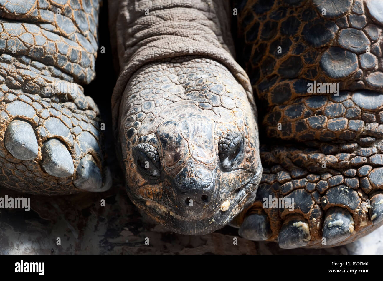 Giant turtle hi-res stock photography and images - Alamy