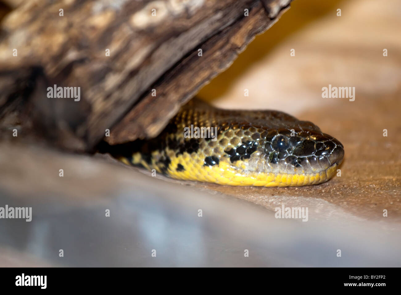 Dangerous snake hi-res stock photography and images - Alamy