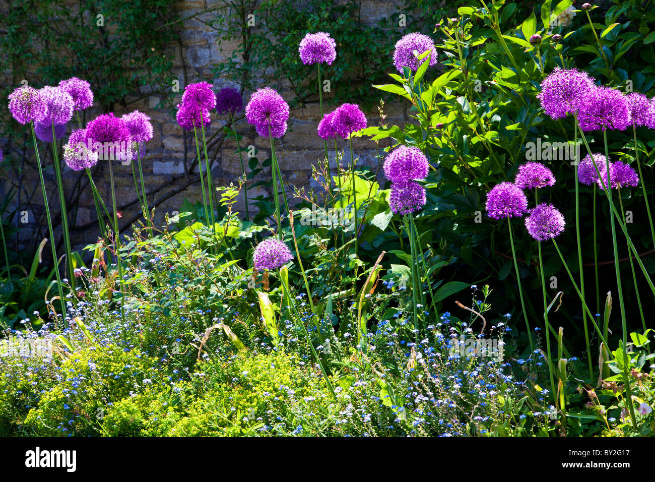 Allium border hi-res stock photography and images - Alamy