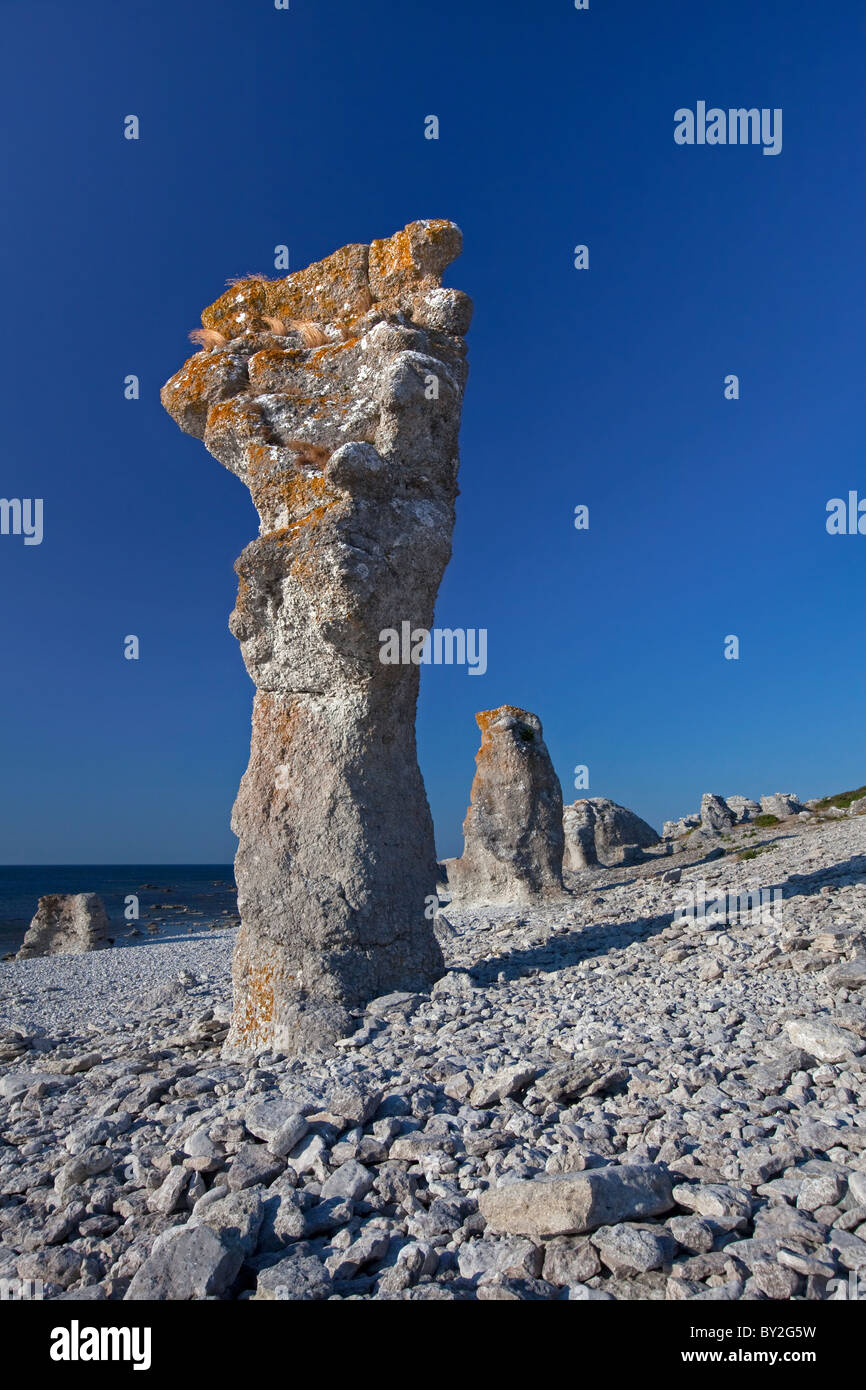 Limestone sea stacks / raukar at Langhammar, Gotland, Sweden Stock ...