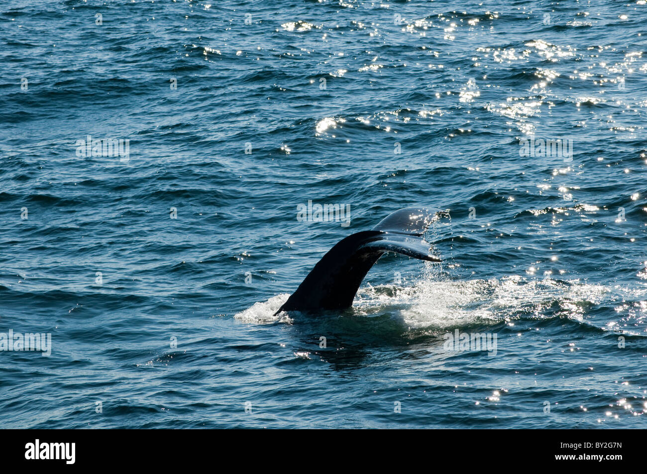Whale fluking seen from Whale watching ship in the sea off Cape Cod off ...