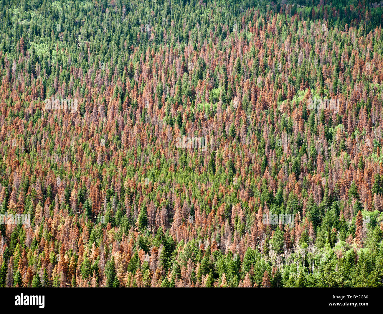 Mountain pine beetle infestation in Estes park Colorado Stock Photo - Alamy