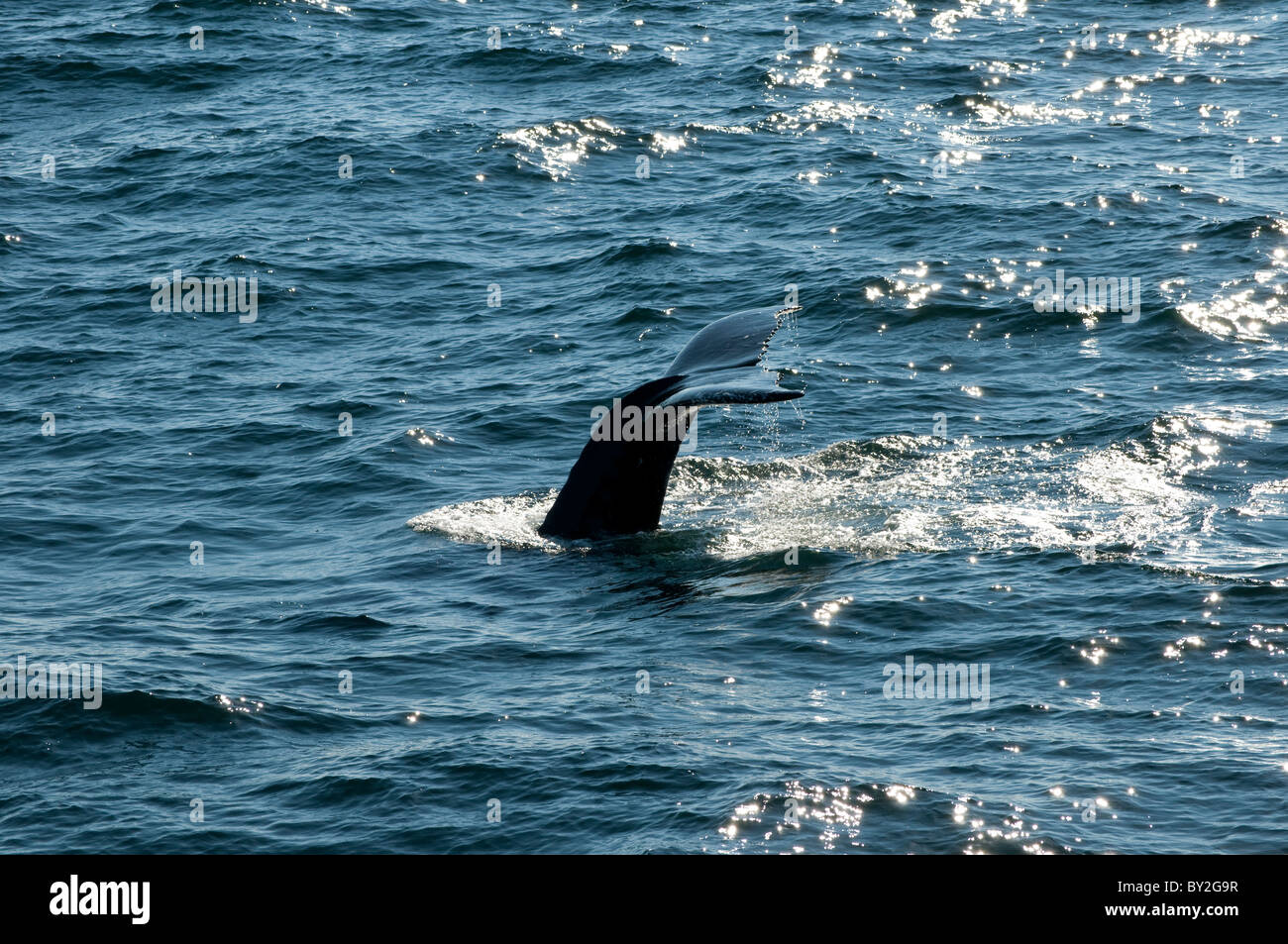 Whale fluking seen from Whale watching ship in the sea off Cape Cod off ...