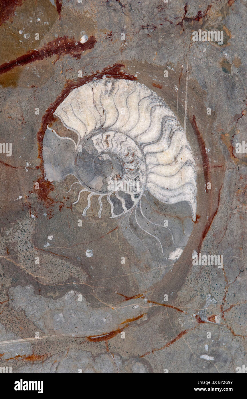 Closeup of fossils embedded in rock and prepared for display at the ...