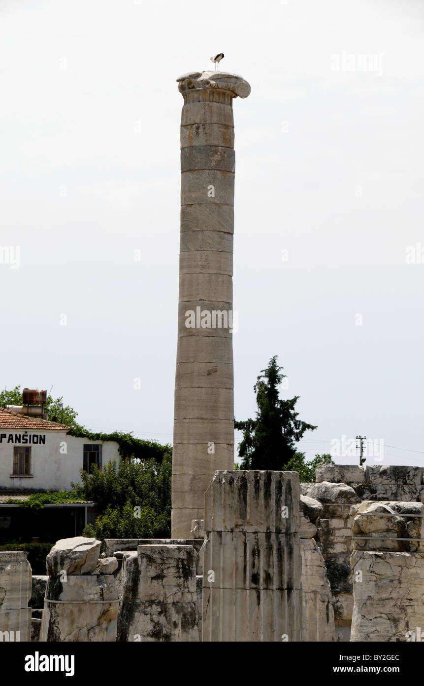 Didium hi-res stock photography and images - Alamy