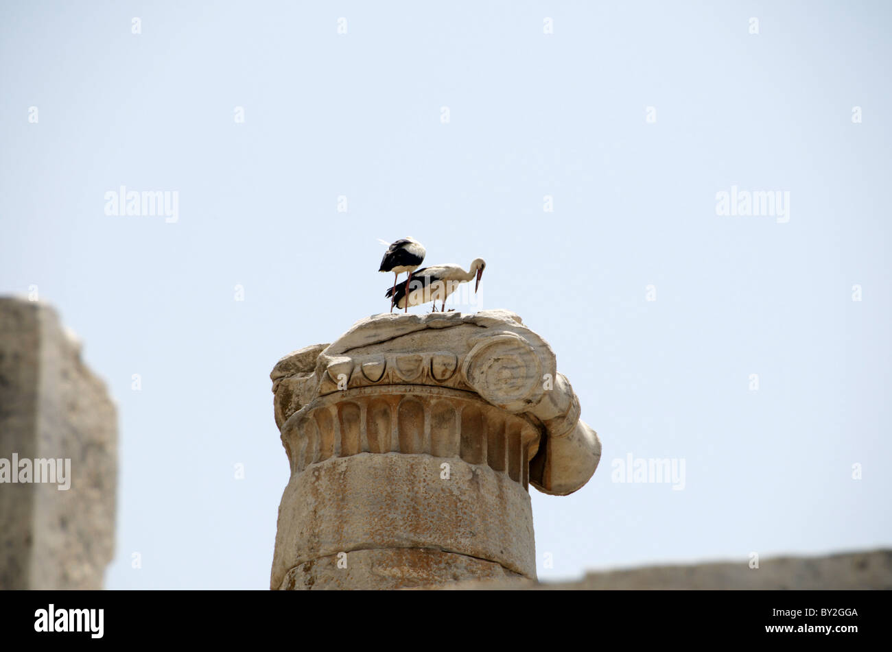 TEMPLE OF APOLLO SINGLE COLUMN DIDIUM TURKEY DIDIUM TURKEY DIDIUM ...