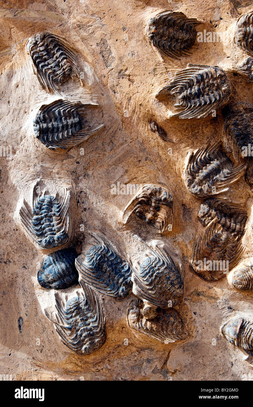 Closeup of fossils embedded in rock and prepared for display at the ...