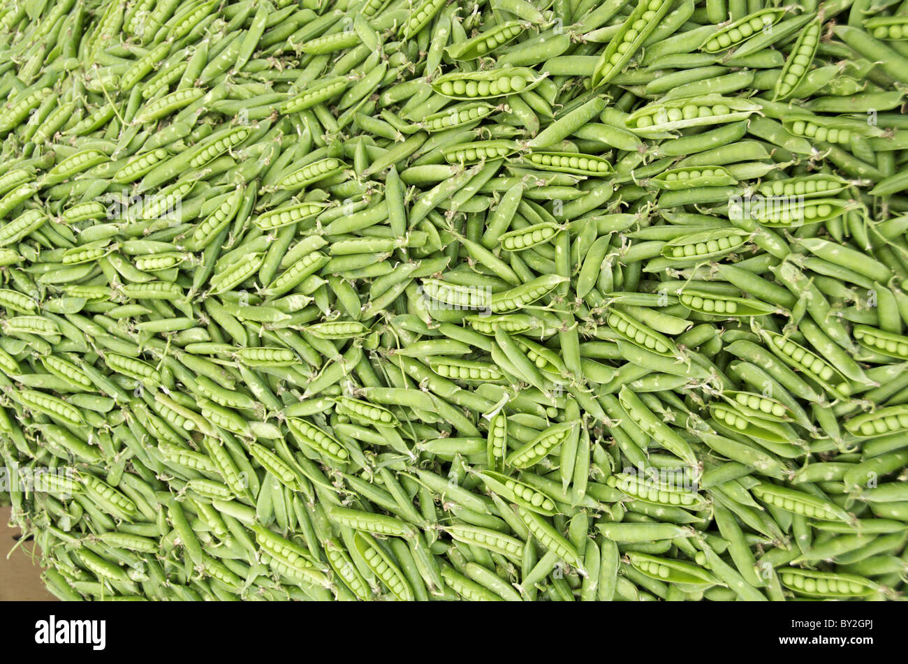 Didium High Resolution Stock Photography and Images - Alamy