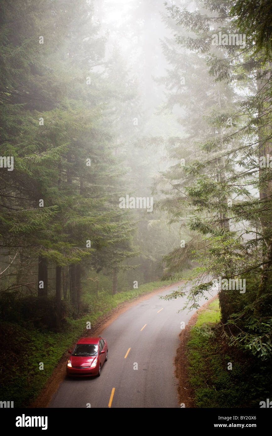 A hybrid vehicle on a windy road surrounded by fog and redwood trees ...