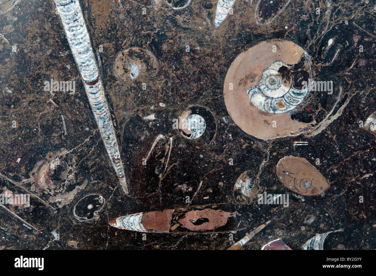 Fossil erfoud morocco africa hi-res stock photography and images - Alamy