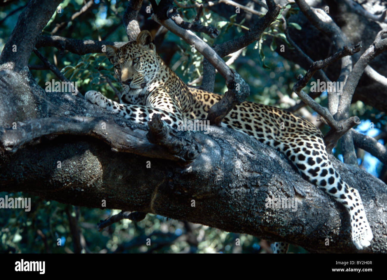 Leopard in tree Stock Photo - Alamy