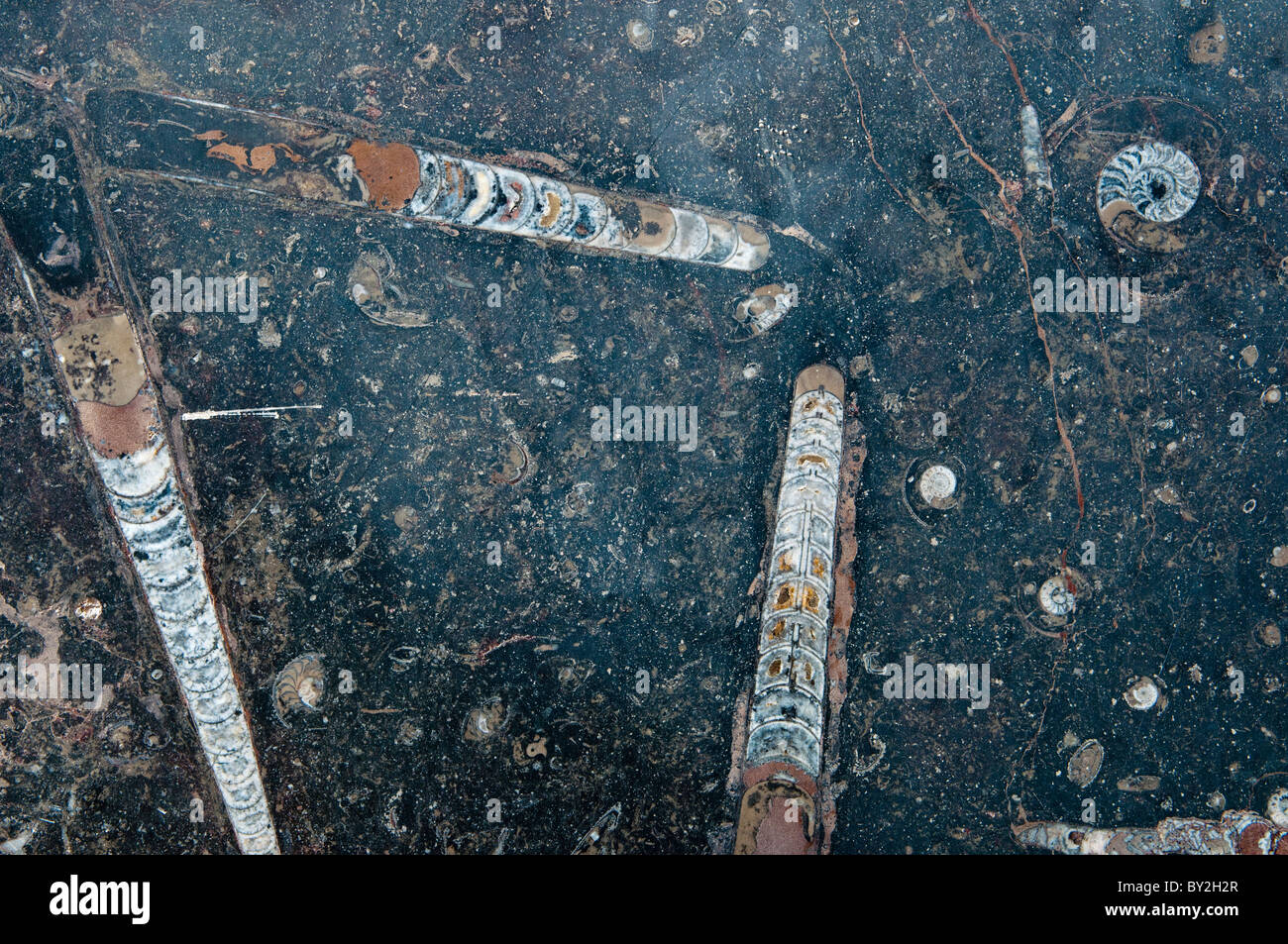 Fossil erfoud morocco africa hi-res stock photography and images - Alamy