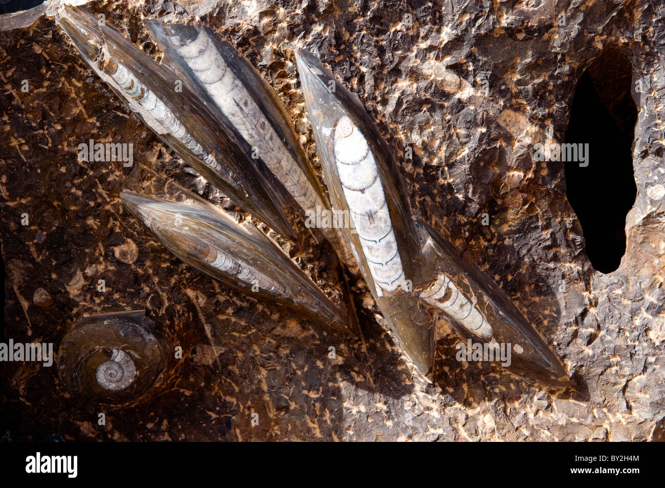 Closeup of fossils embedded in rock and prepared for display at the ...