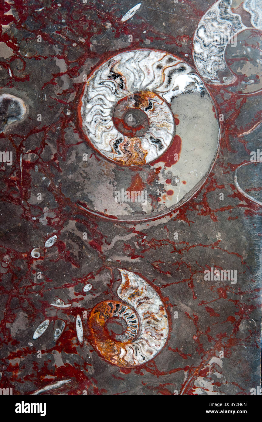Embedded fossils hi-res stock photography and images - Alamy