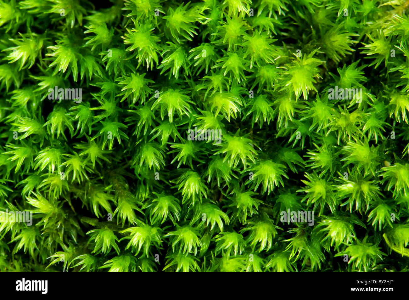Bed of moss hi-res stock photography and images - Alamy