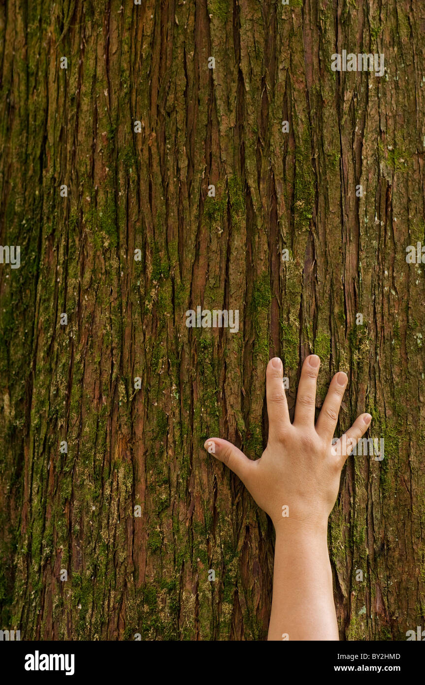 Arm And Trunk Connection High Resolution Stock Photography and Images ...