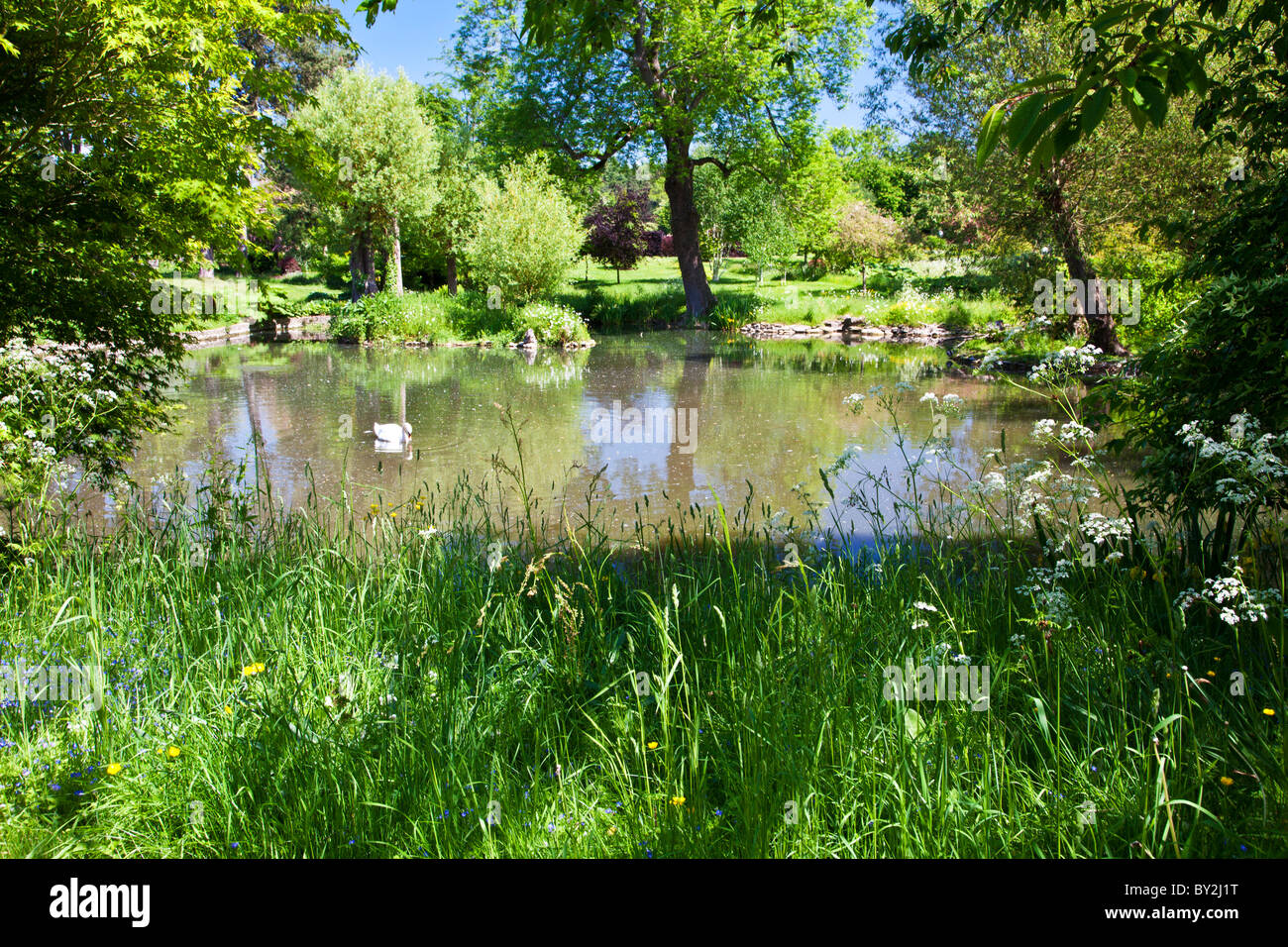 A large ornamental pond or small lake in an English country garden in ...