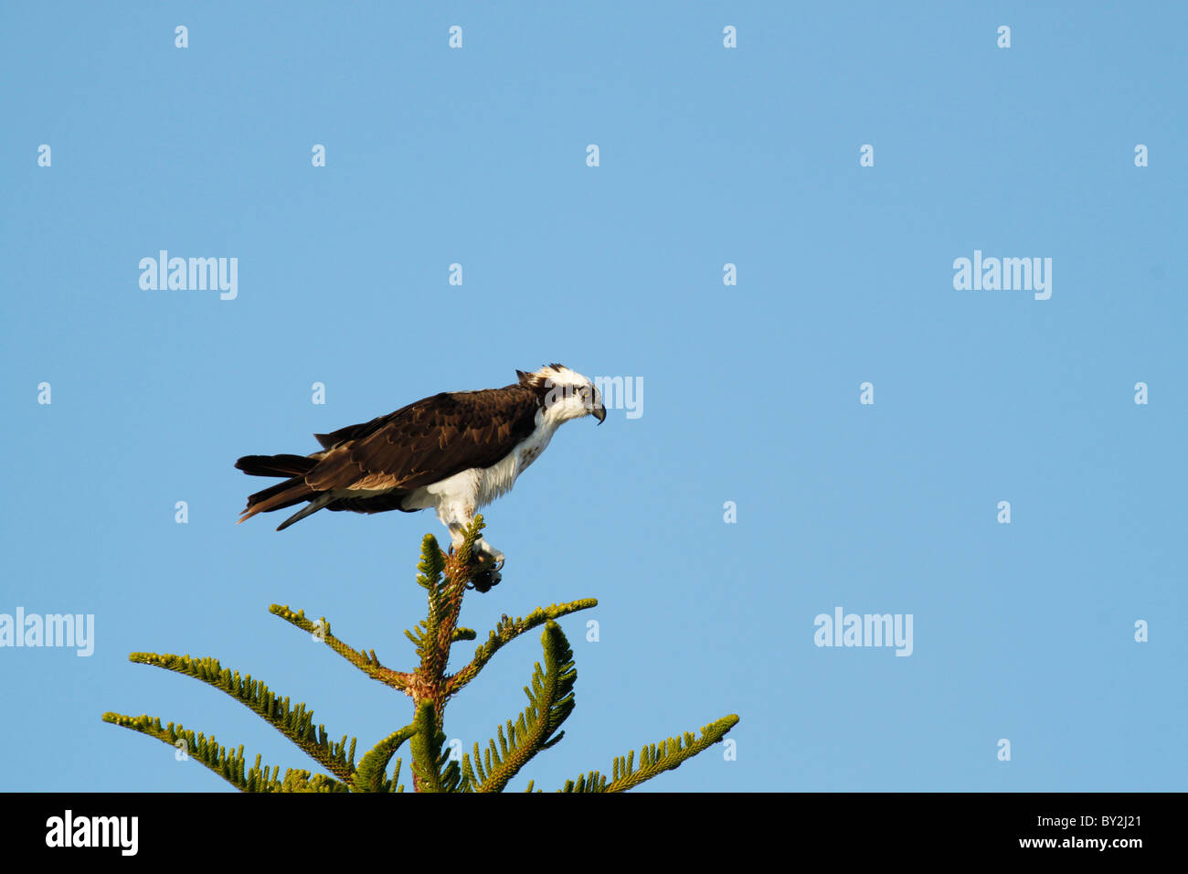 Osprey on pine hi-res stock photography and images - Alamy