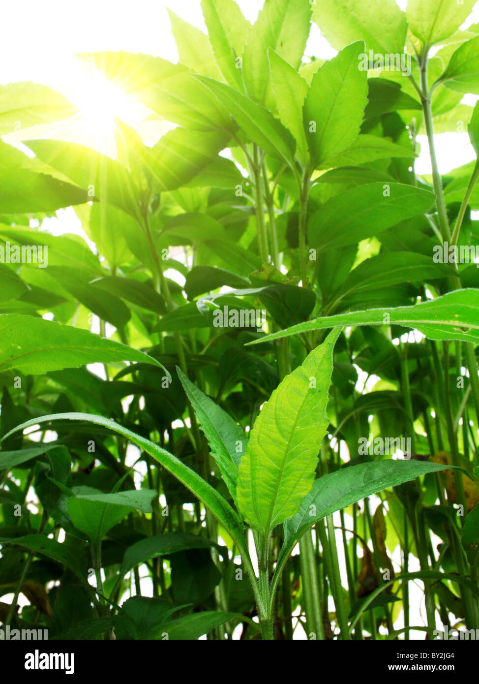 Young green plant fighting to reach the sunlight Stock Photo - Alamy