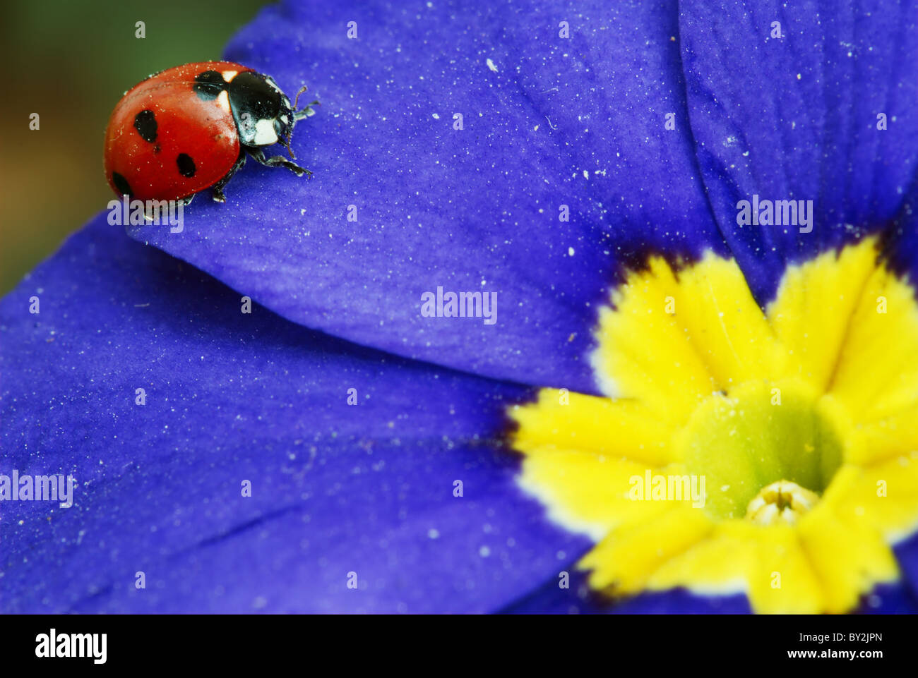 Blue ladybug hi-res stock photography and images - Alamy