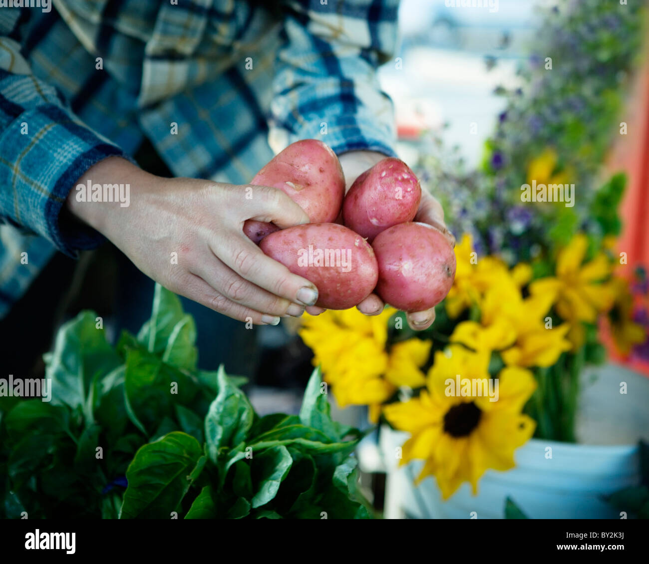 A farmers hands holds a handful of fresh red potatoes at a farmer's ...