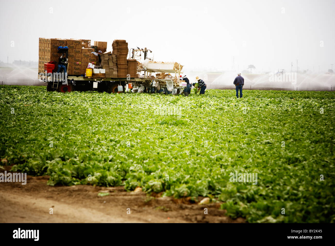 Lettuce field california hi-res stock photography and images - Alamy