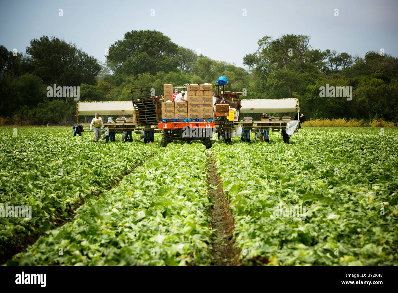 Lettuce field california hi-res stock photography and images - Alamy