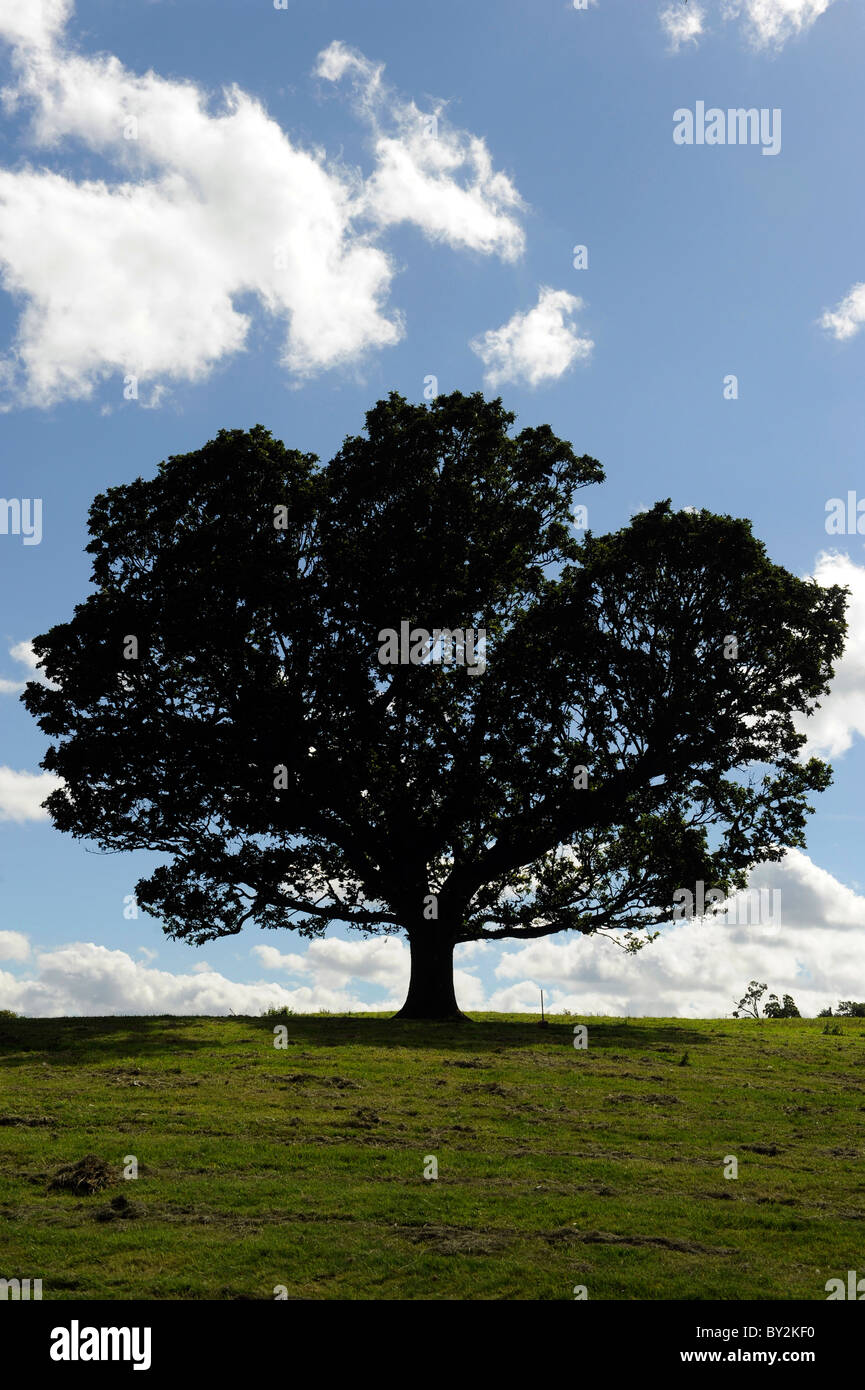 Deciduous tree hi-res stock photography and images - Alamy