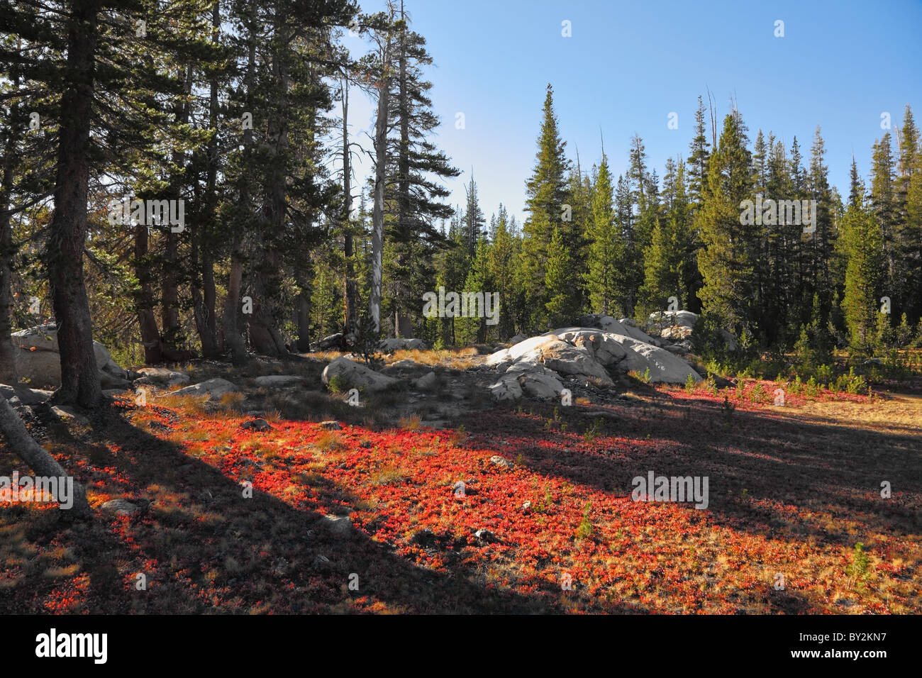Bright red moss in mountains of national park Yosemite. Clear solar ...