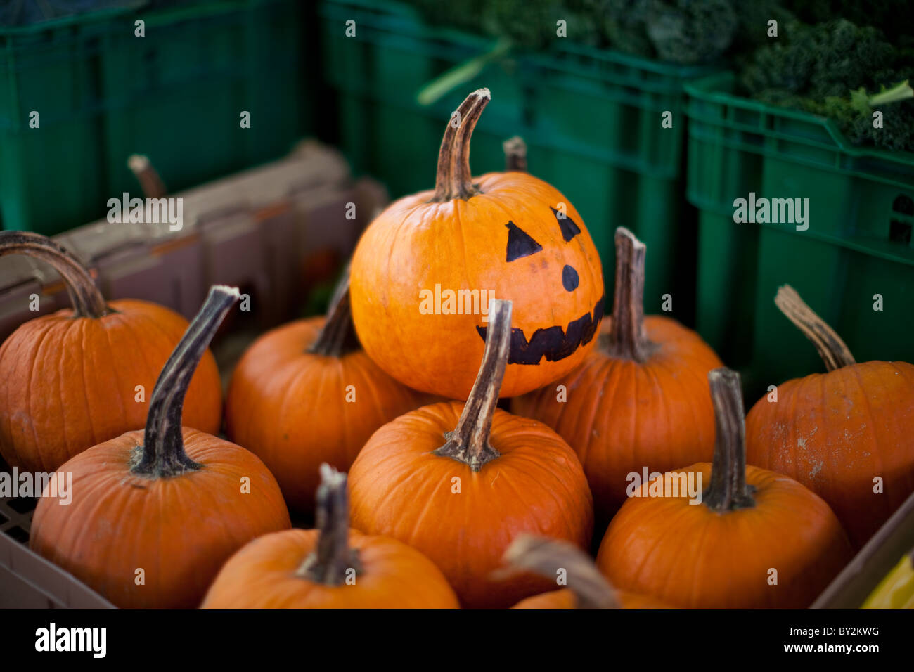 Pumpkins for sale at the Eastern Market in Washington DC Stock Photo ...