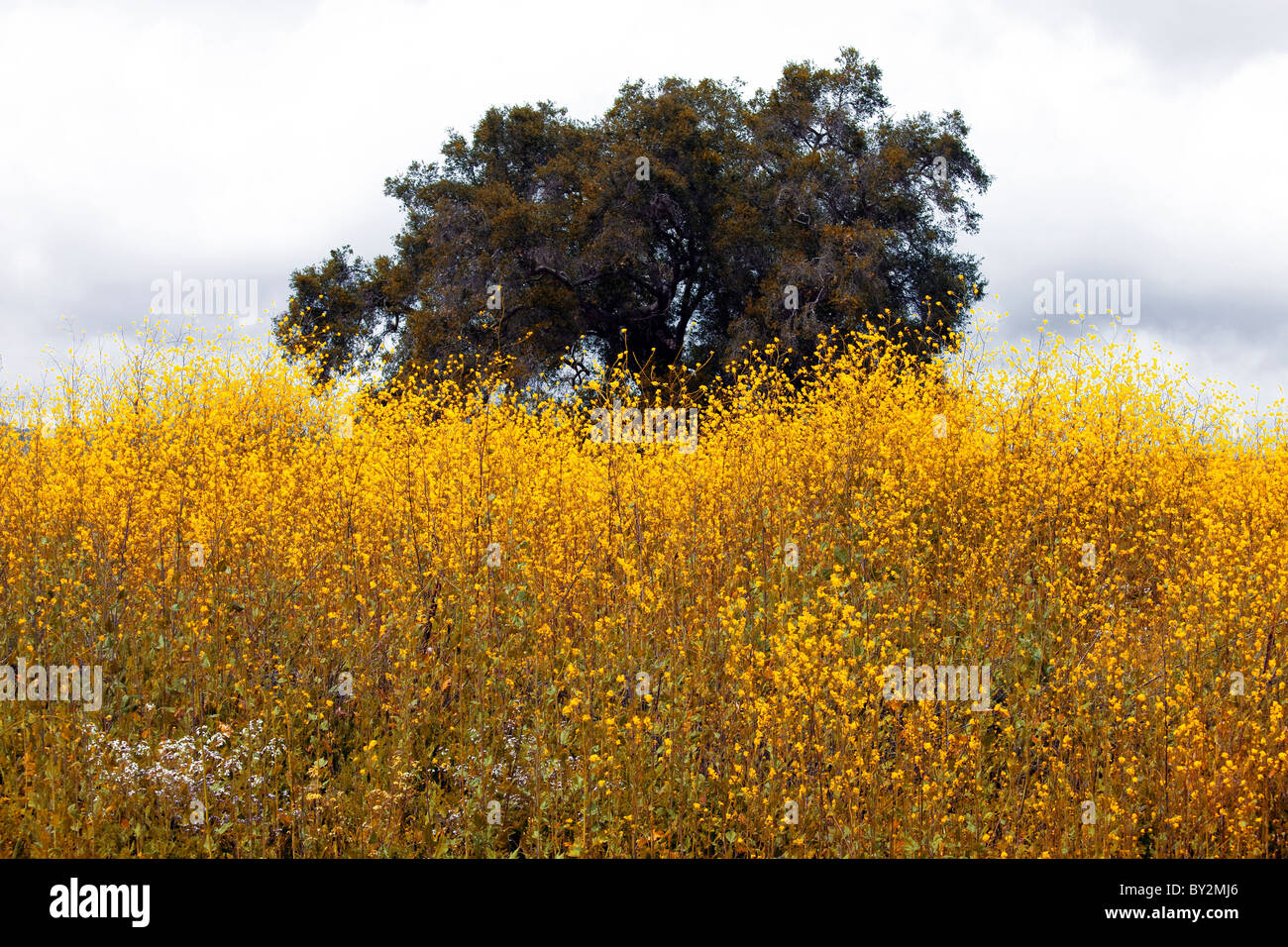 Tree image seasons hi-res stock photography and images - Alamy