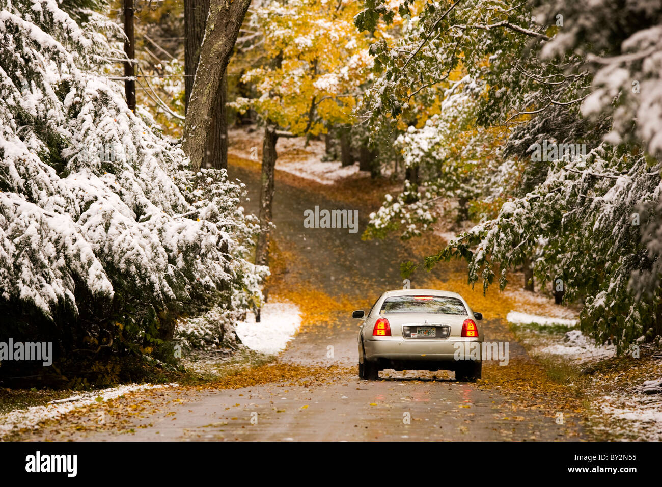 Freshly fallen leaves hi-res stock photography and images - Alamy