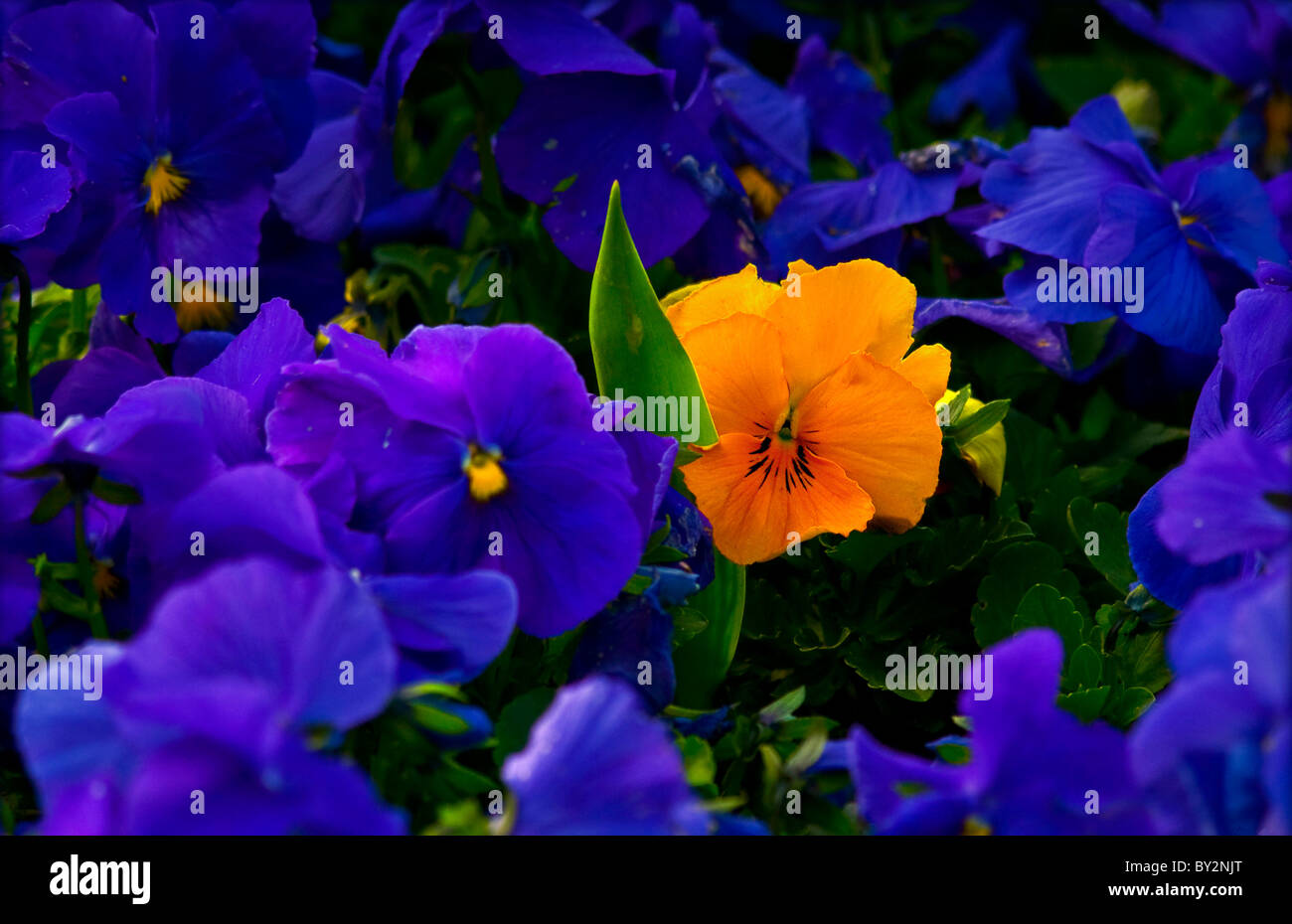 Violet flower among green hi-res stock photography and images - Alamy