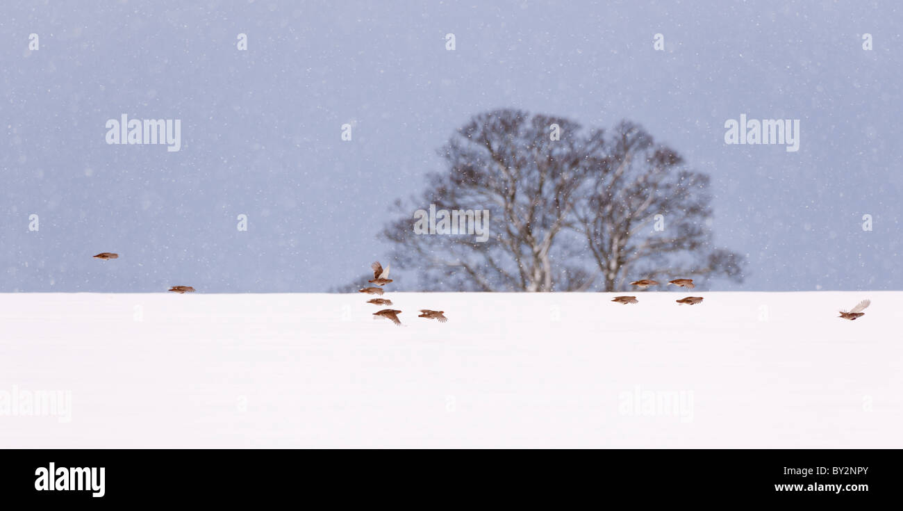 Fieldfare flock flying in winter scene Stock Photo - Alamy