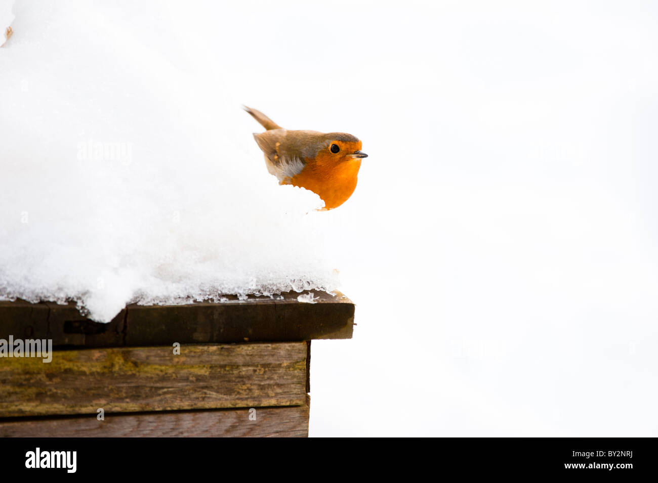 Cute robin in the snow Stock Photo - Alamy