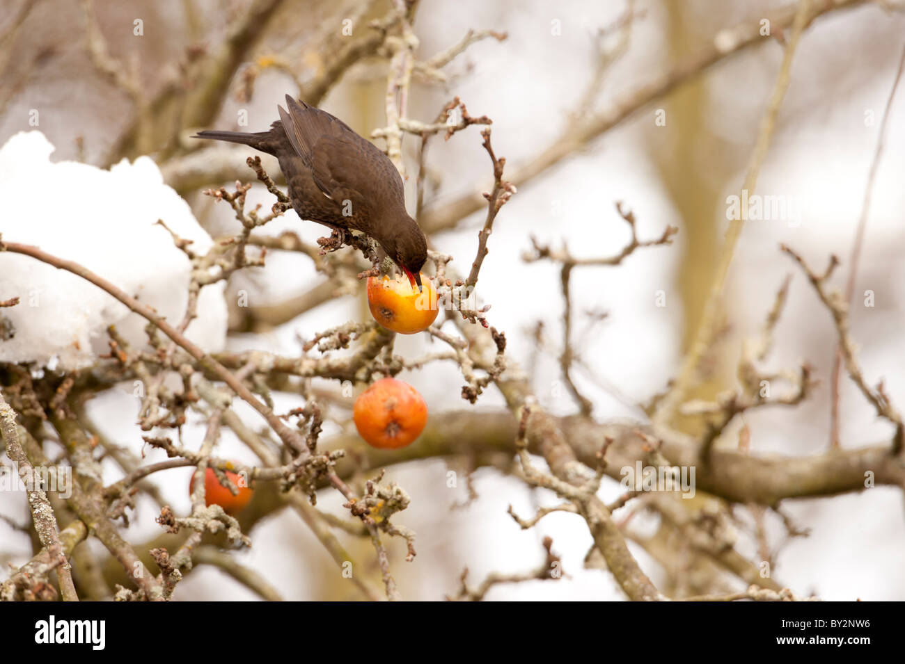 Blackbird eating apples in an apple tree in winter Stock Photo - Alamy