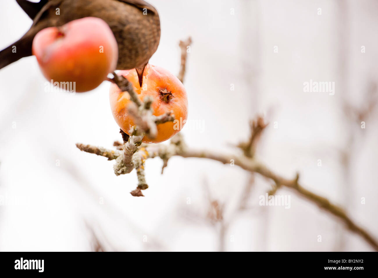 Blackbird eating apple in apple tree in winter Stock Photo - Alamy