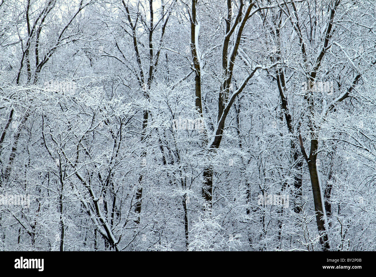 Winter Wonderland - Illinois Stock Photo - Alamy