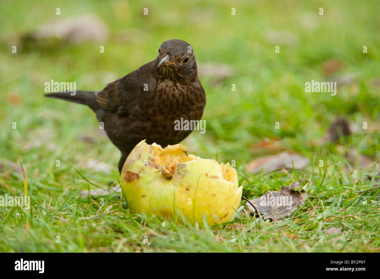 Blackbird apple hi-res stock photography and images - Alamy