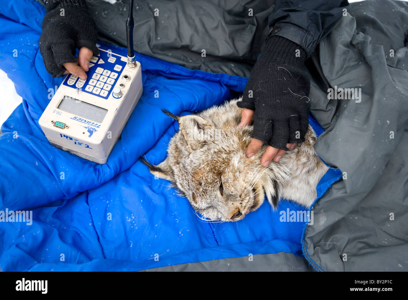A wildlife technician tests the new radio collar with a receiver Stock ...