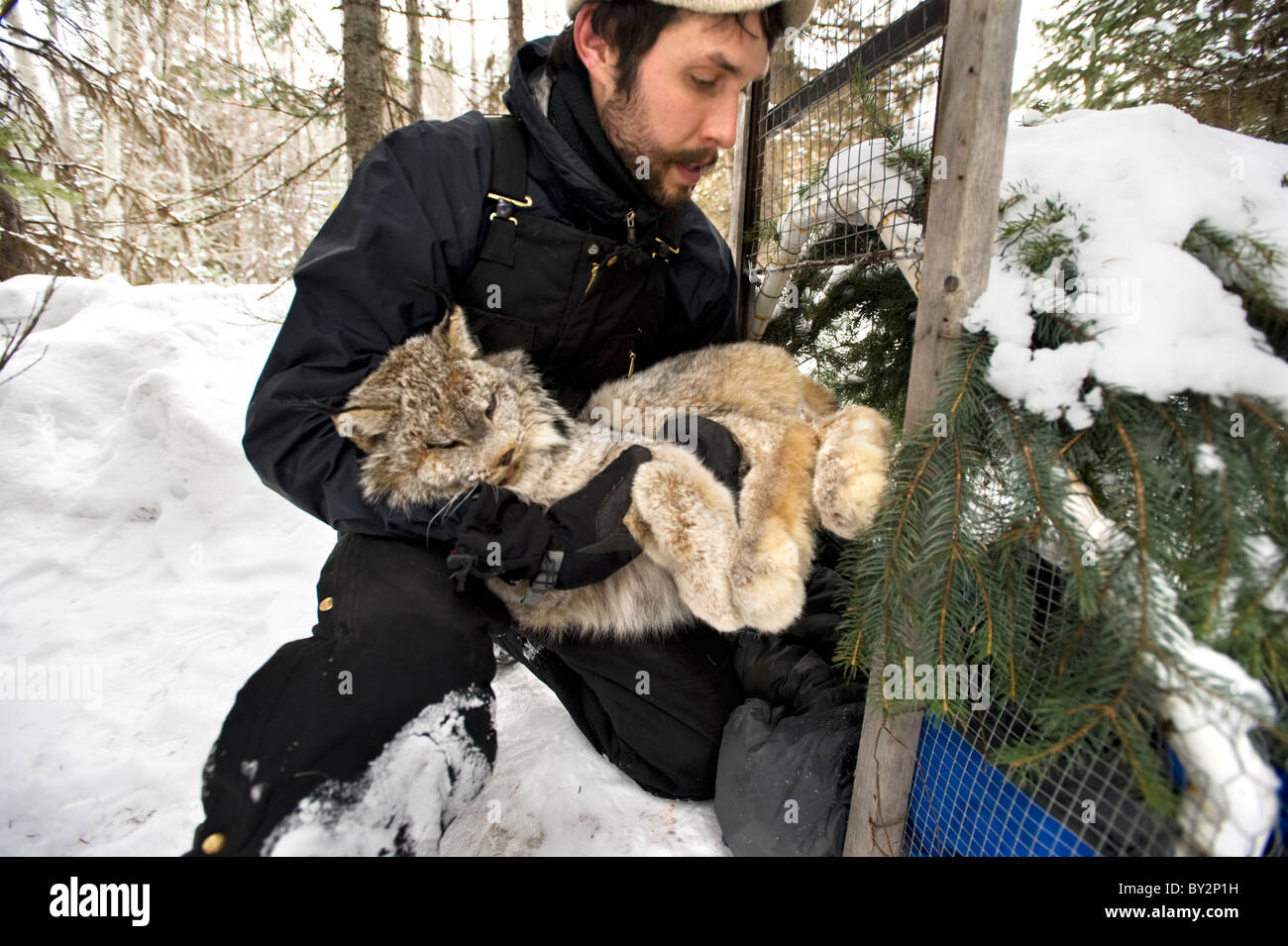 Wildlife biologist lynx hi-res stock photography and images - Alamy