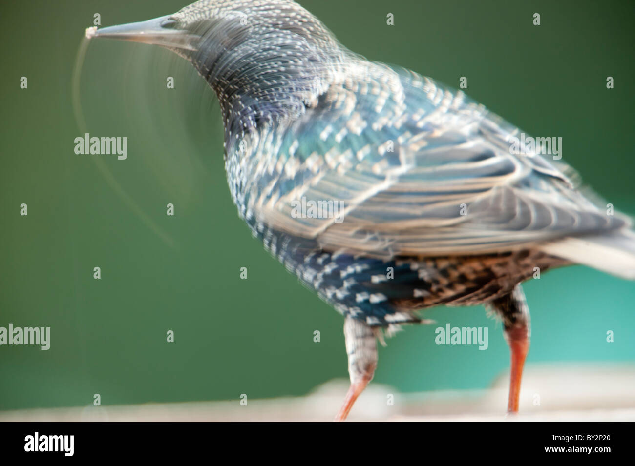 Starling bird table hi-res stock photography and images - Alamy