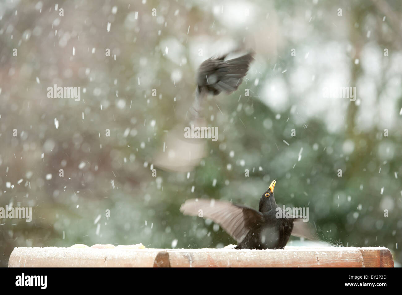 Two blackbirds fighting in the snow on a bird table in a garden Stock ...