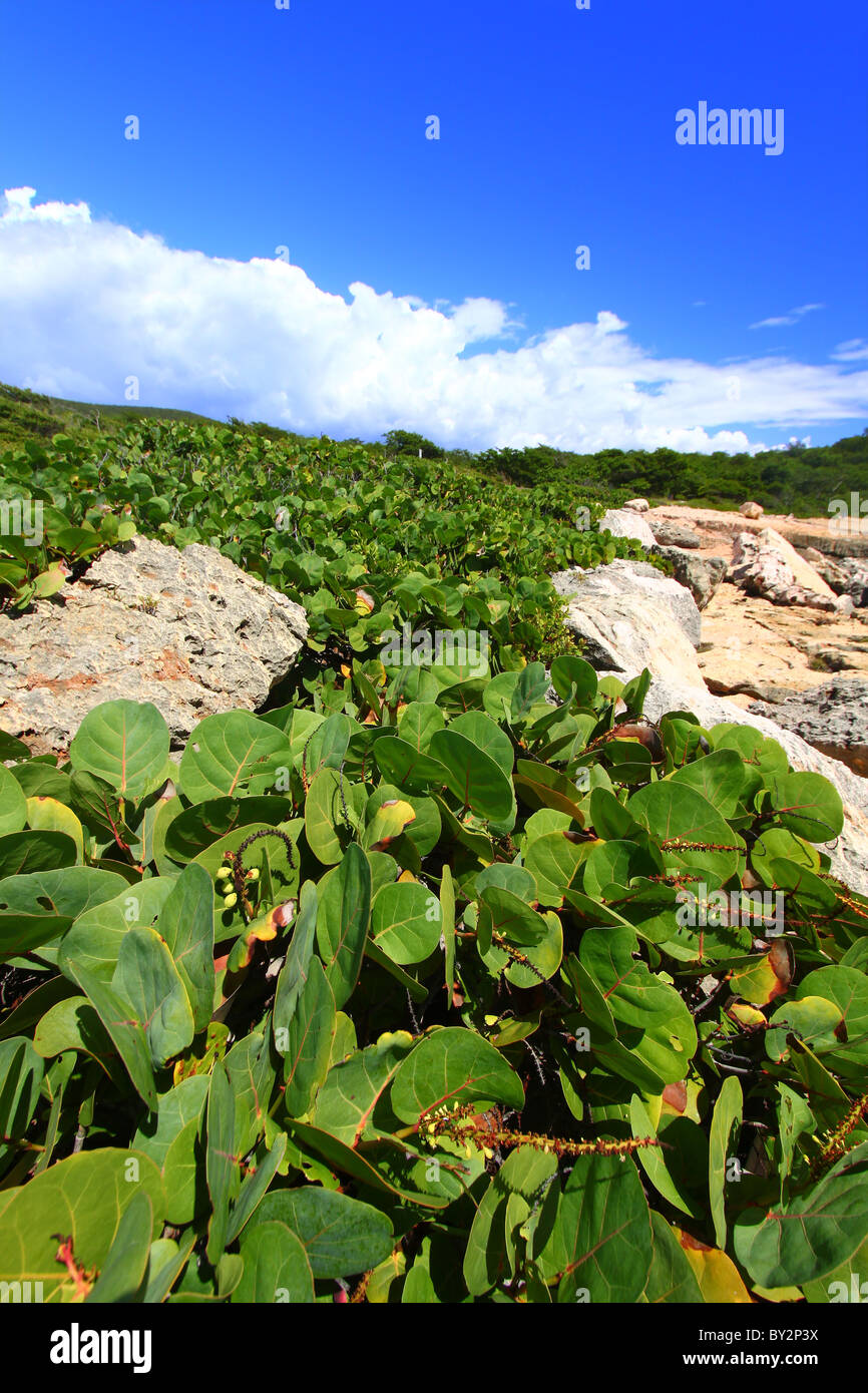 Guanica Reserve - Puerto Rico Stock Photo - Alamy